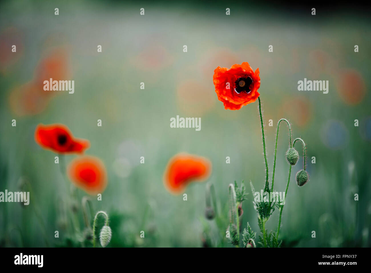 Gossip poppy flowers hi-res stock photography and images - Alamy