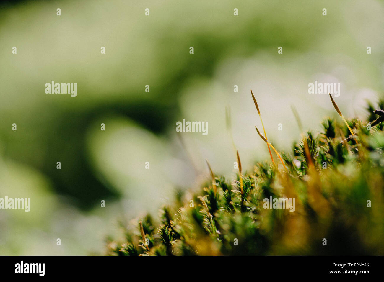 Moss Spore Capsule Stock Photos & Moss Spore Capsule Stock Images - Alamy