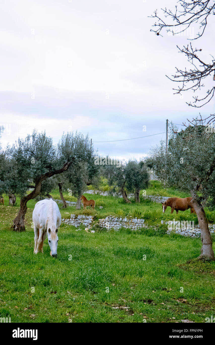 Landscape with horses Stock Photo - Alamy