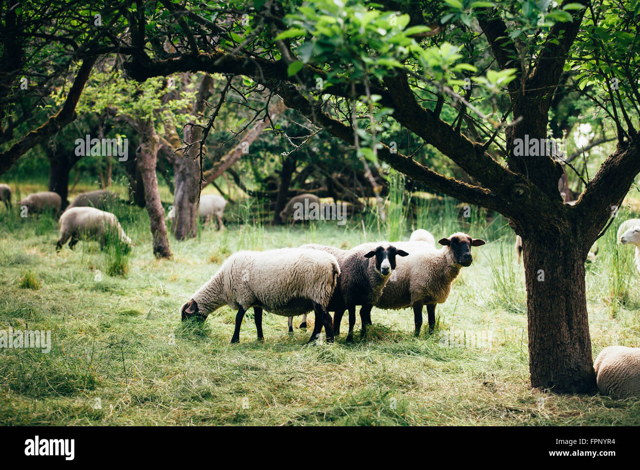 Sheep in the pasture Stock Photo - Alamy