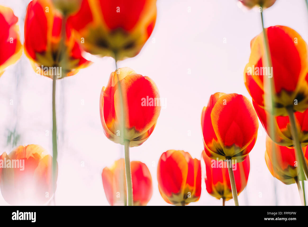 Worms eye view tulip garden hi-res stock photography and images - Alamy