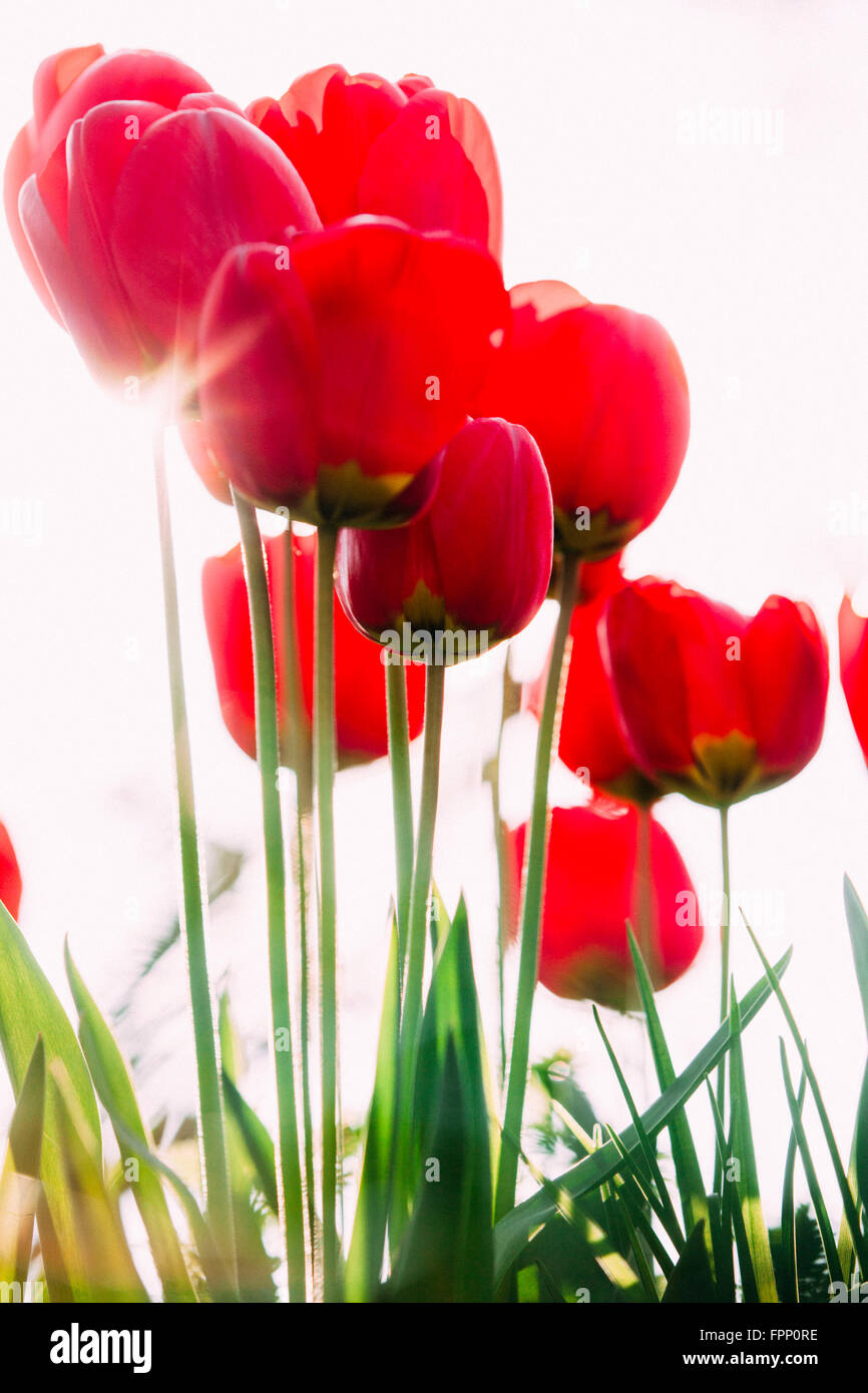 Worms eye view tulip garden hi-res stock photography and images - Alamy