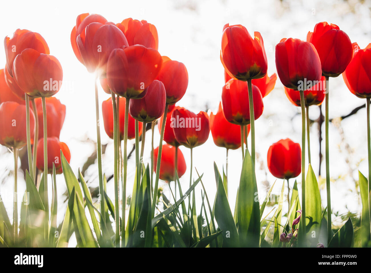 Worms eye view tulip garden hi-res stock photography and images - Alamy