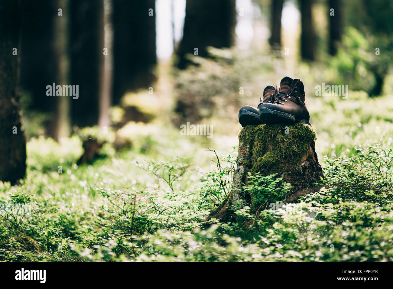 Hiking boots on tree stump Stock Photo - Alamy