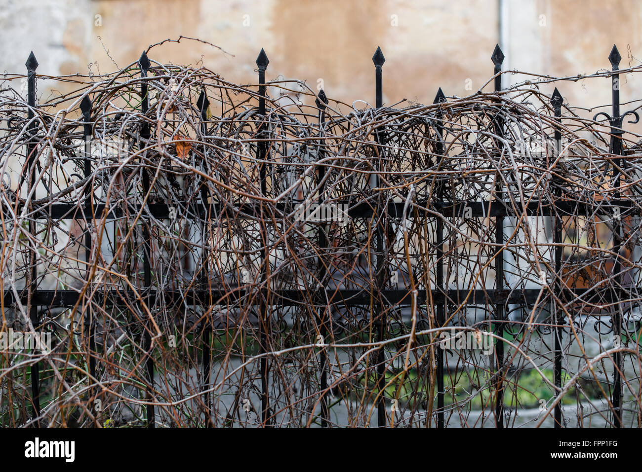Ivy bush overgrowned on the old fence Stock Photo - Alamy