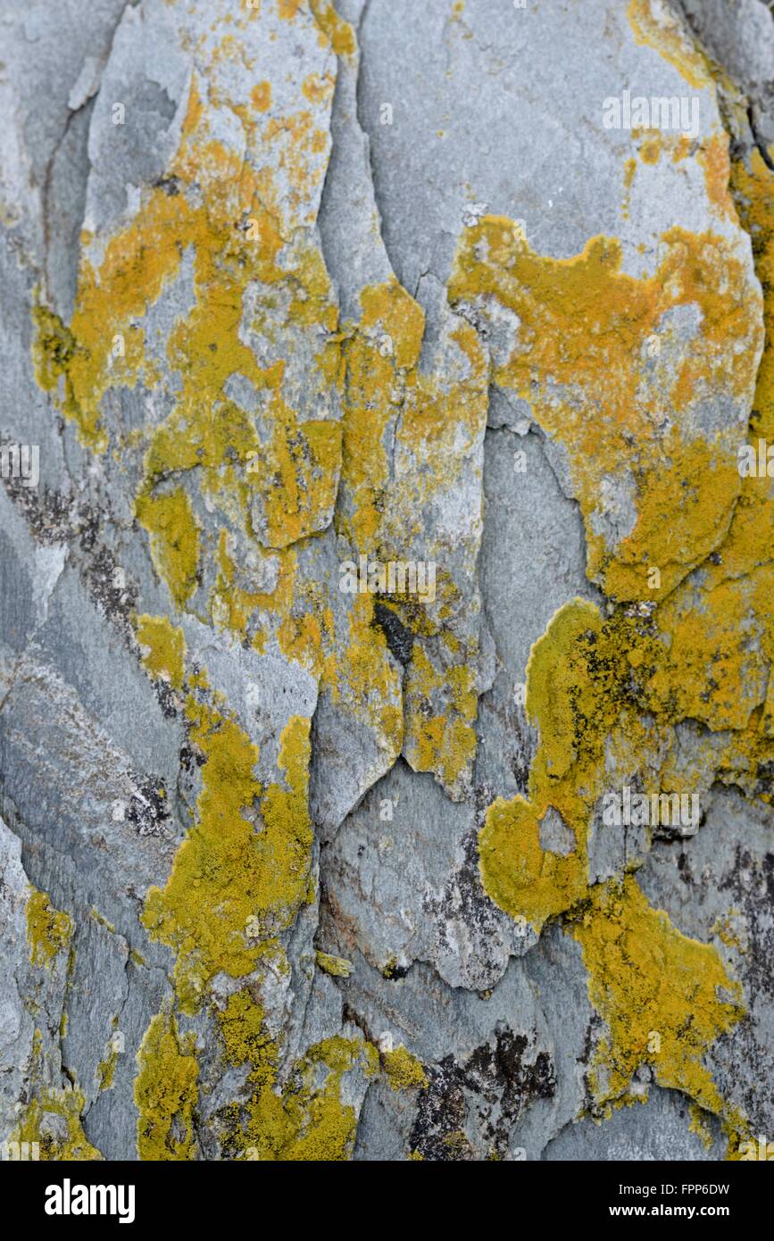 Lichens rocks hi-res stock photography and images - Alamy