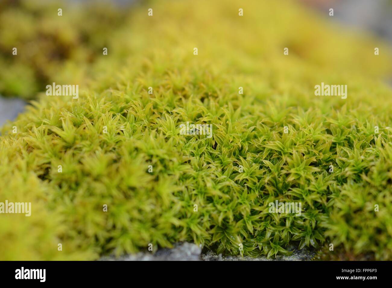 Yendegaia National Park High Resolution Stock Photography and Images ...