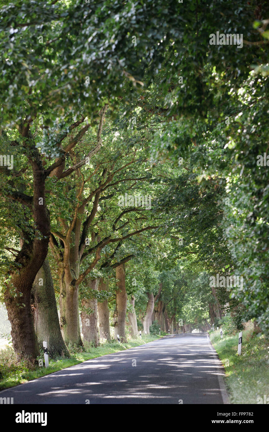 Alley with trees hi-res stock photography and images - Alamy
