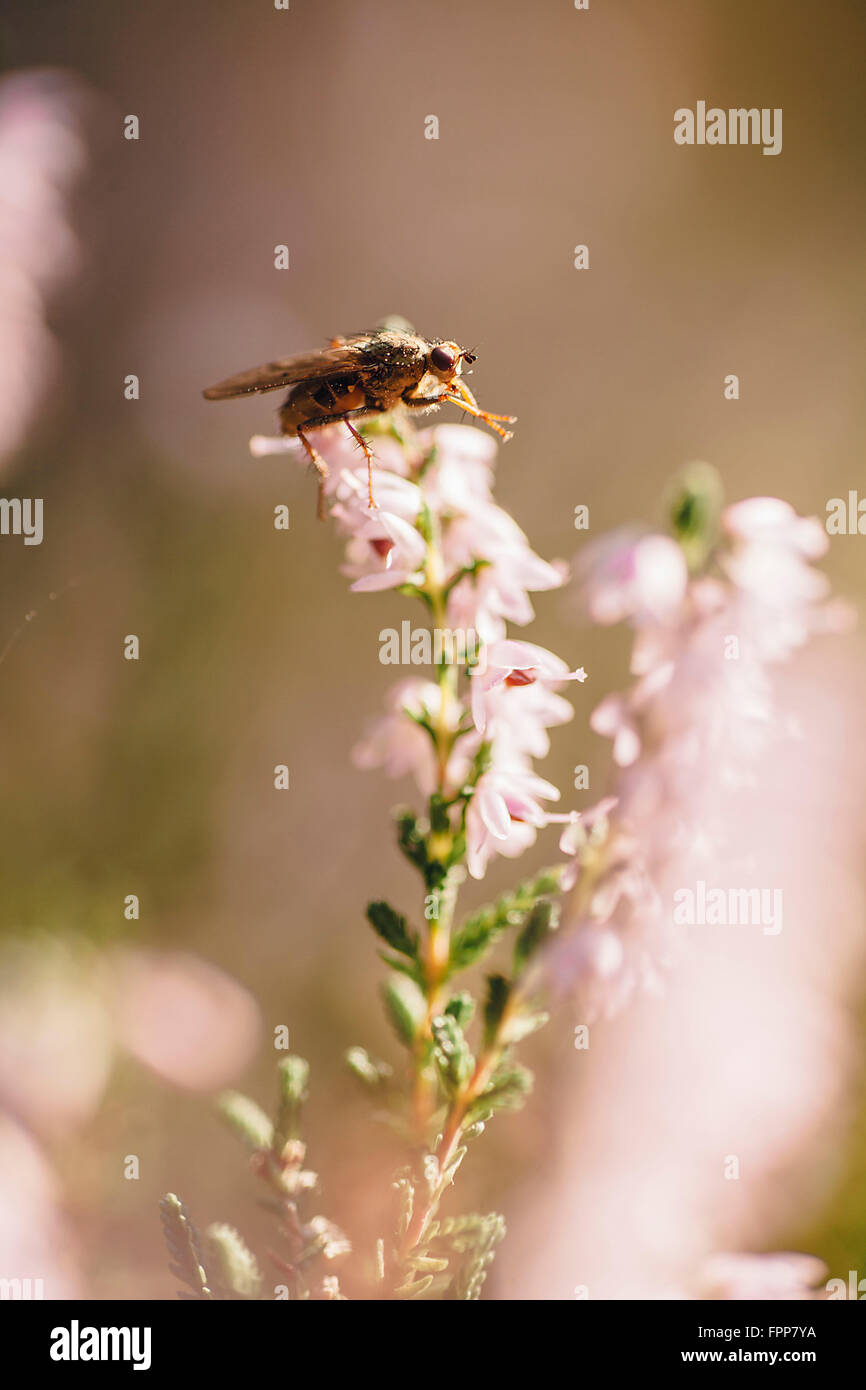 Heather fly hi-res stock photography and images - Alamy