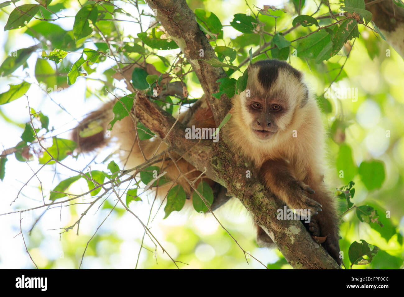 An Azaras's / hooded capuchin (Sapajus cay) in Mato Grosso do Sul ...