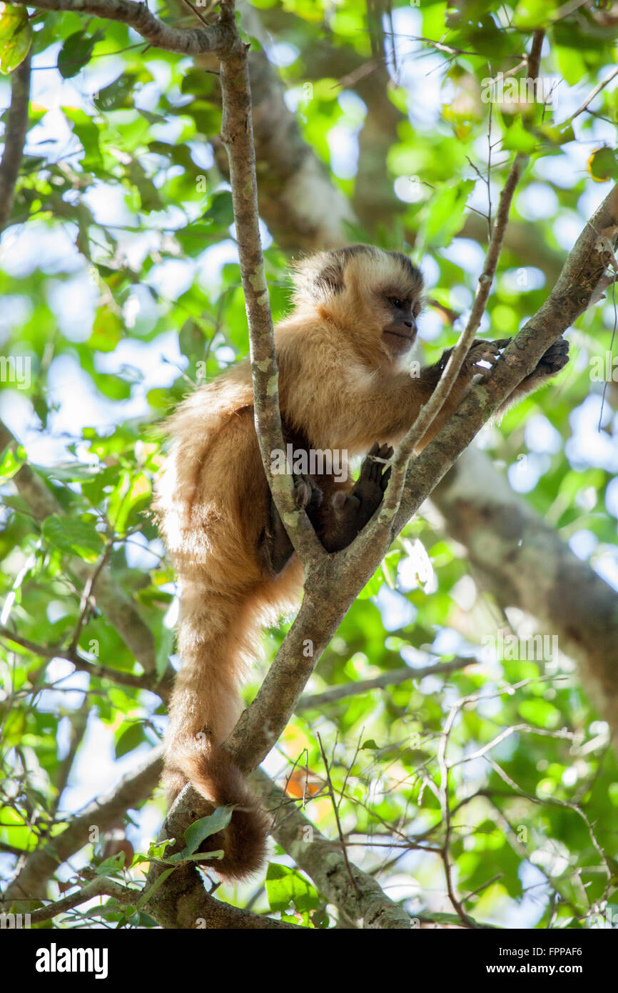 An Azaras's / hooded capuchin (Sapajus cay) in Mato Grosso do Sul ...
