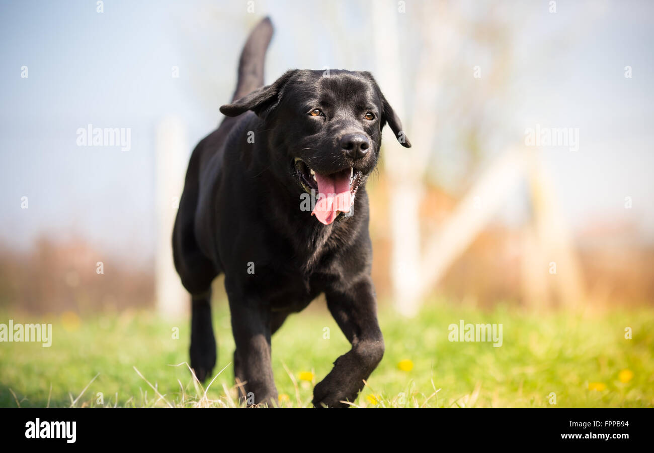 Black labrador dog running in the park Stock Photo - Alamy