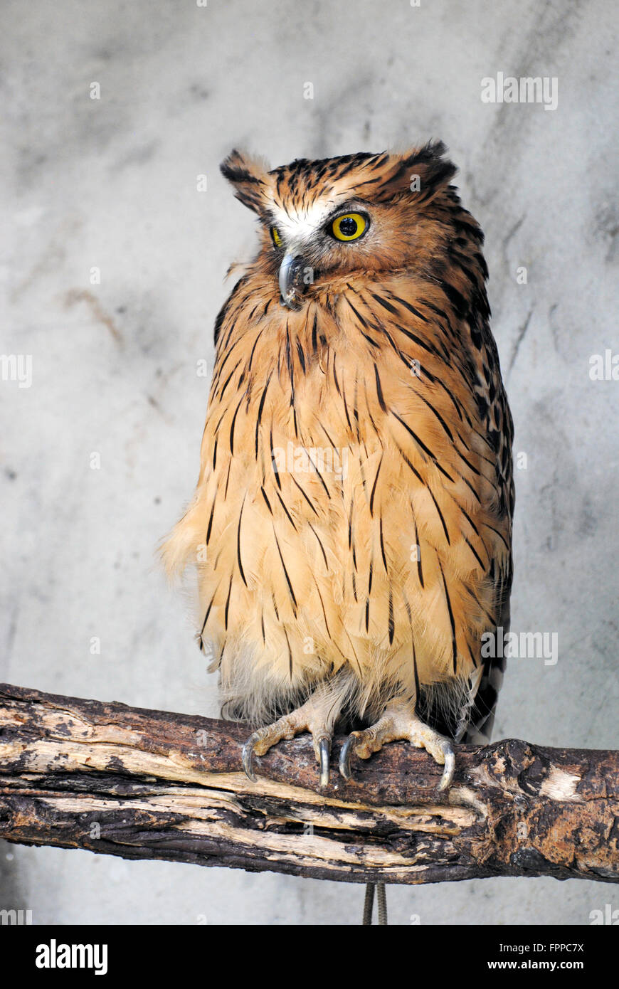 Malaysian fish owl hi-res stock photography and images - Alamy