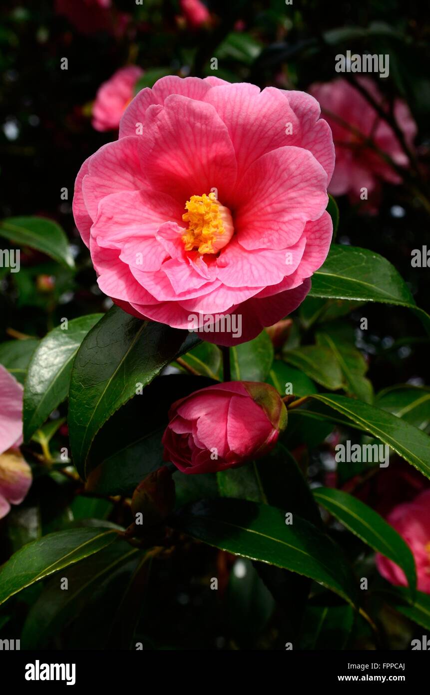 Pink camellia hi-res stock photography and images - Alamy