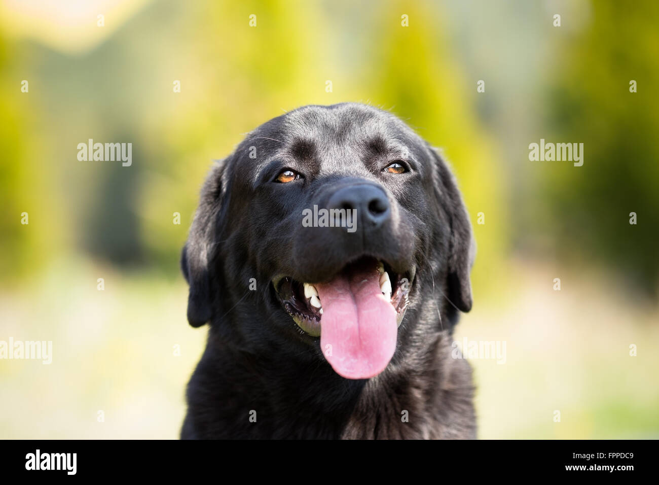 Funny black labrador hi-res stock photography and images - Alamy