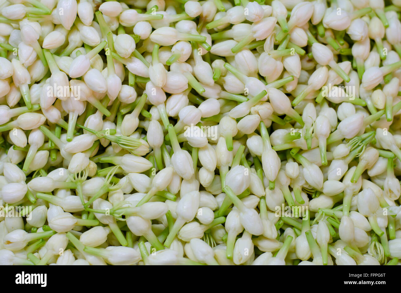 Jasmine seed hi-res stock photography and images - Alamy