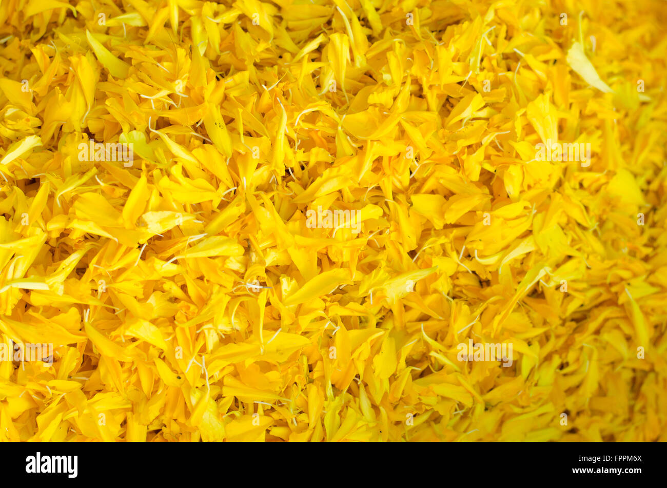The yellow flower marigold multi petal background Stock Photo - Alamy