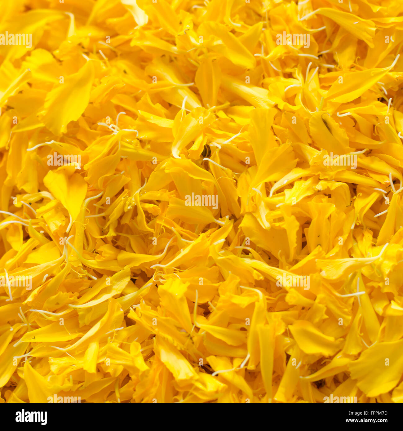 The yellow flower marigold multi petal background Stock Photo - Alamy