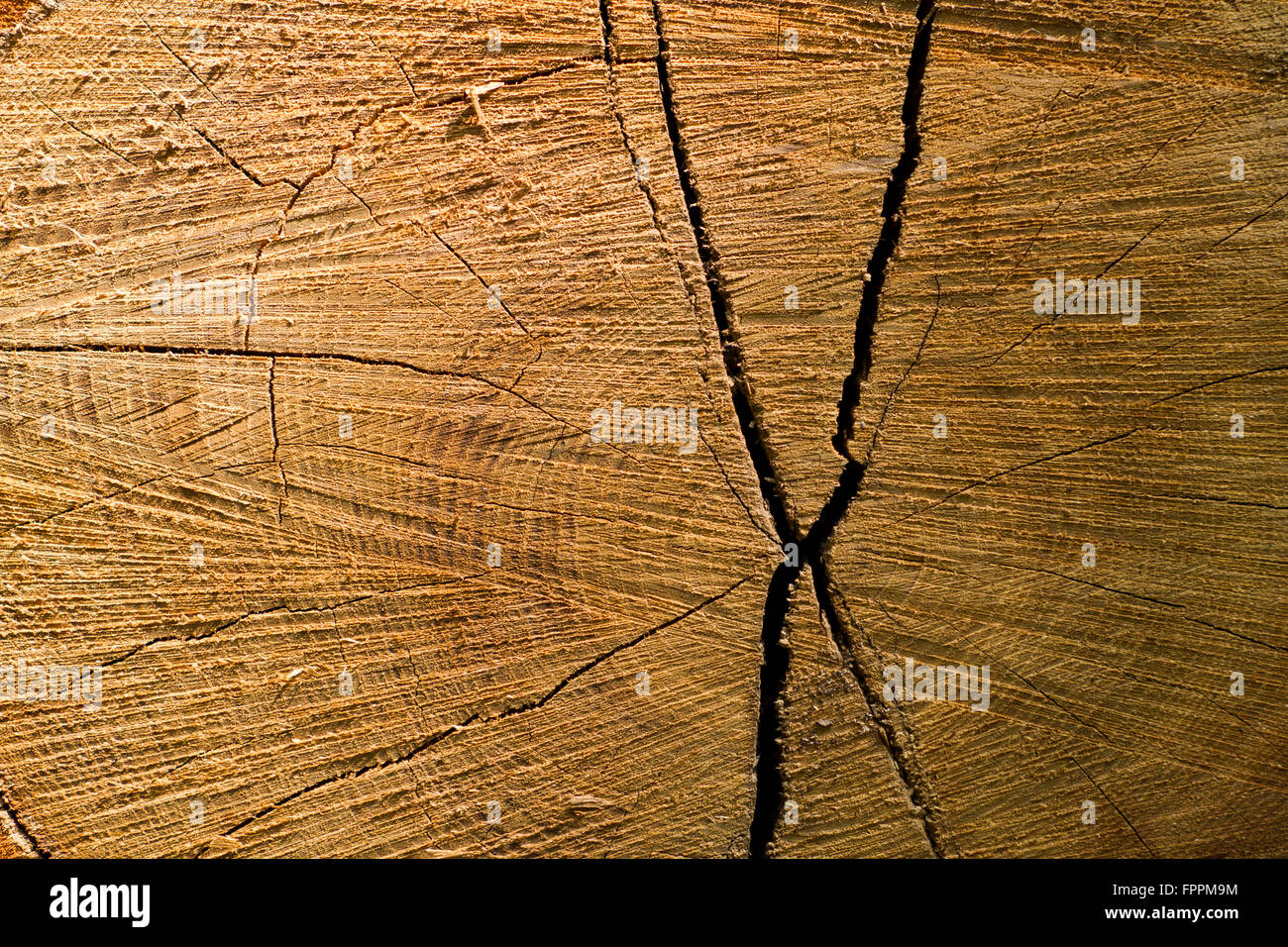 Circles of trees hi-res stock photography and images - Alamy