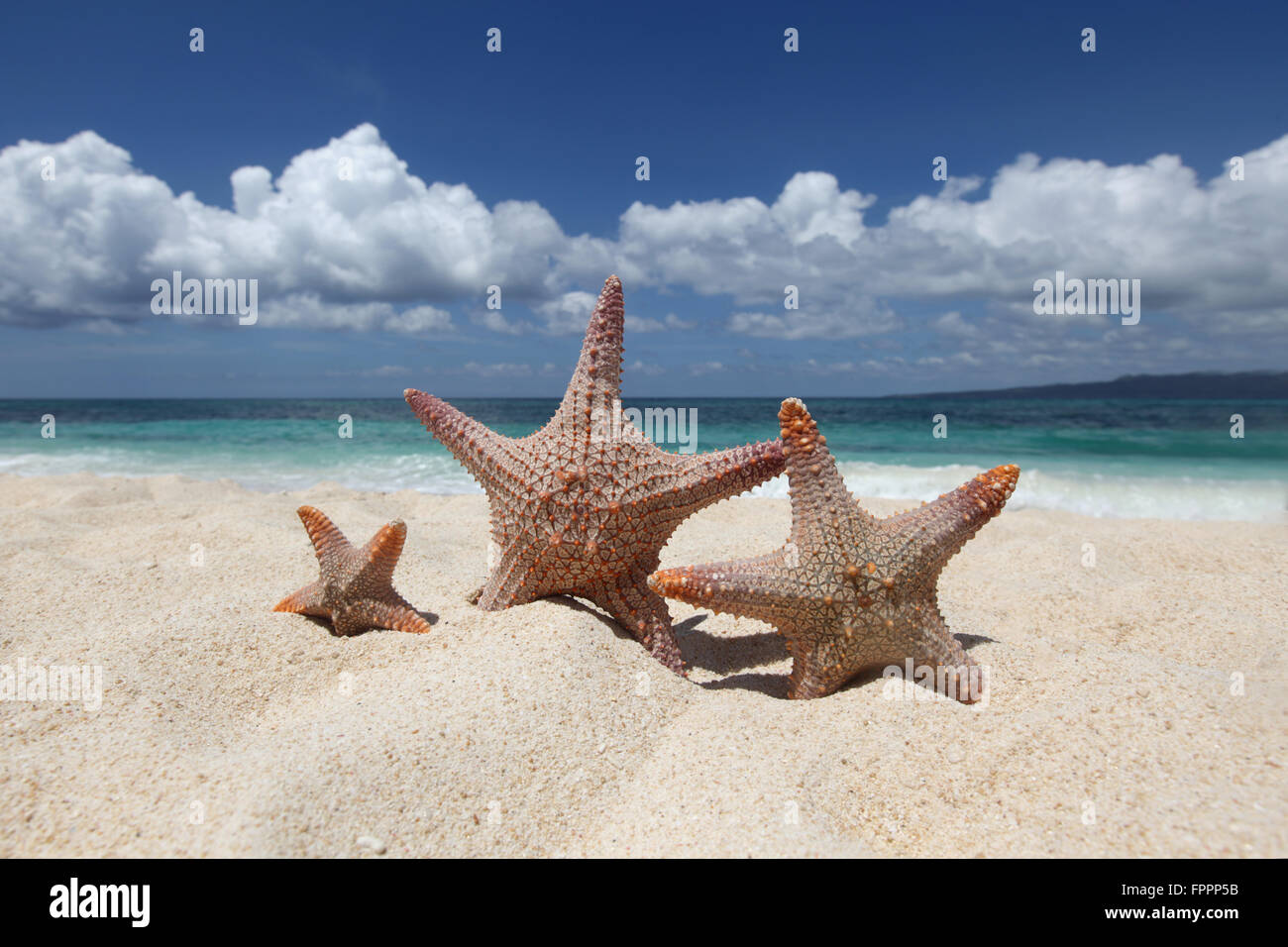 Three starfish on sand of tropical beach at Philippines Stock Photo - Alamy
