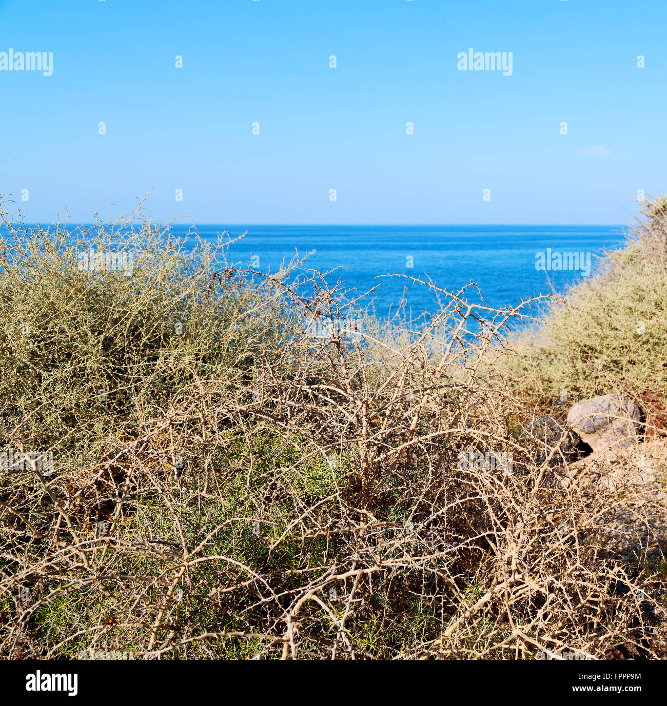 santorini europe greece and dry bush rock alone in the sky Stock Photo ...