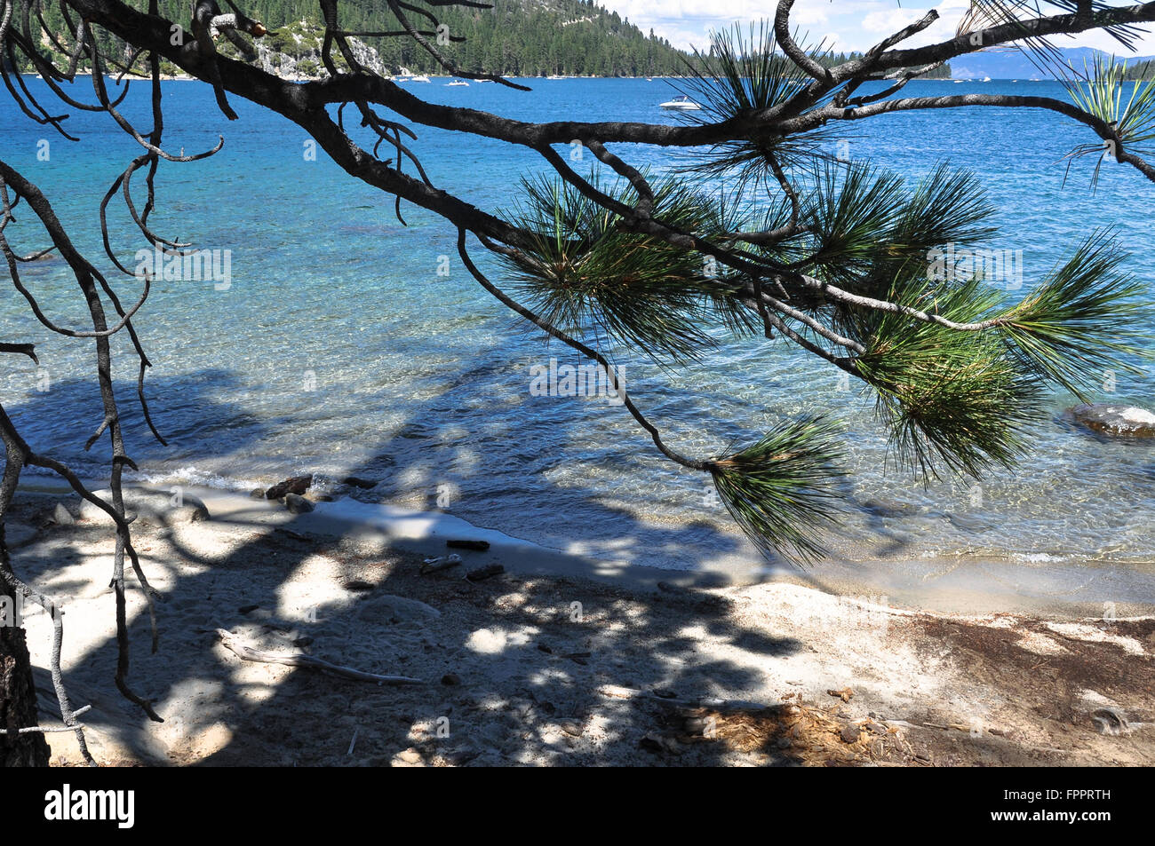 Lake tahoe pine tree hi-res stock photography and images - Alamy