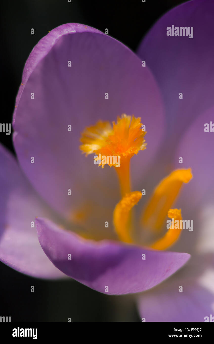 Crocus close up in garden Stock Photo - Alamy