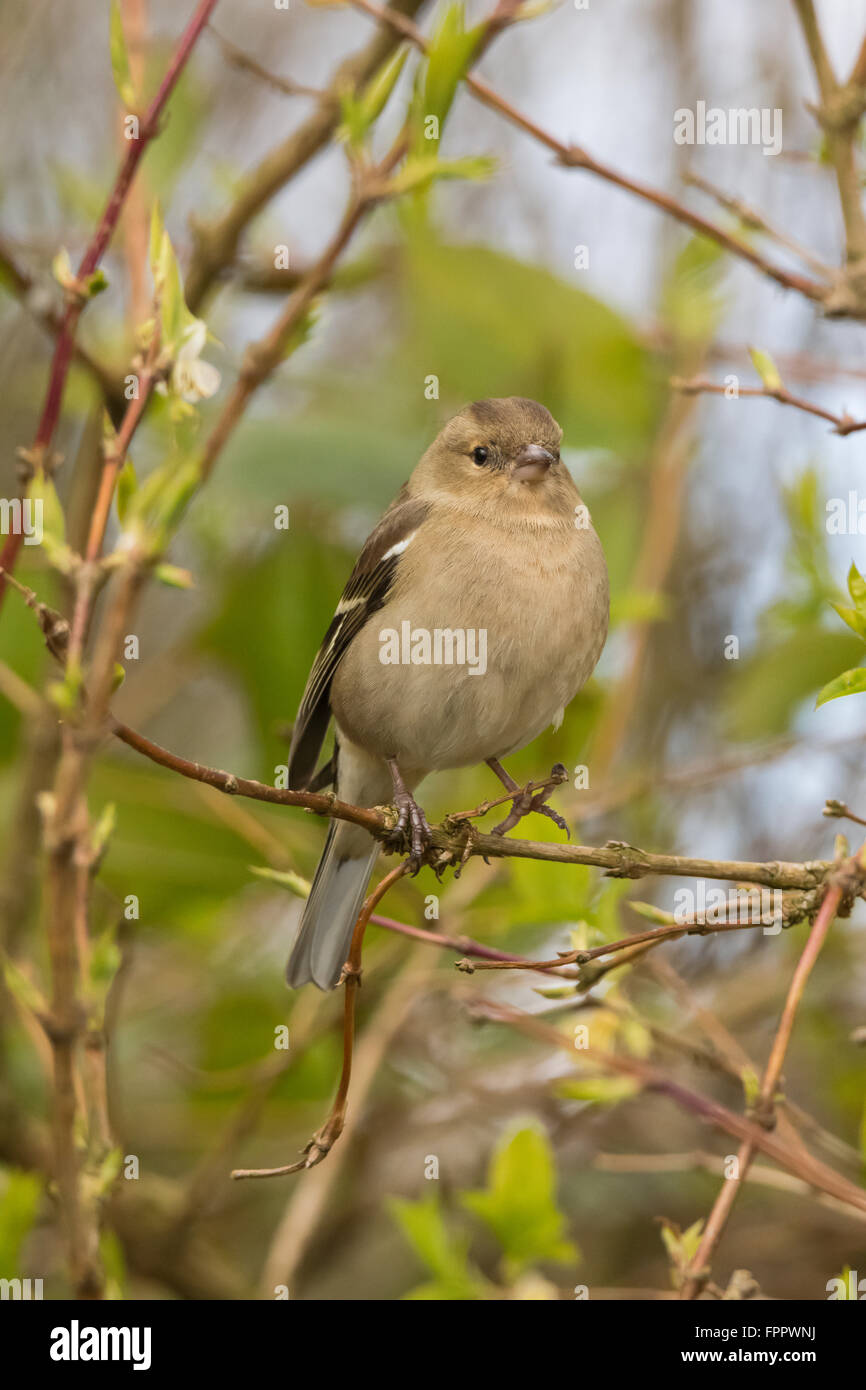 Solway coast birds hi-res stock photography and images - Alamy