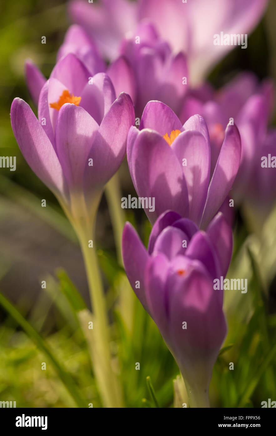 Crocus close up in garden Stock Photo - Alamy