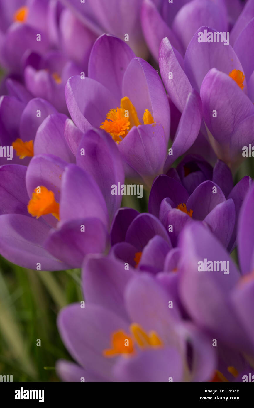 Crocus close up in garden Stock Photo - Alamy