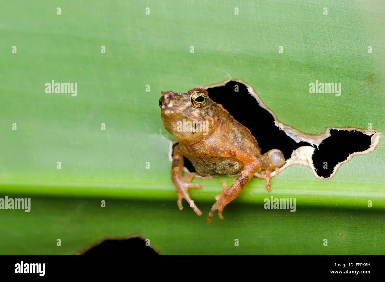 toad resting on leaf Stock Photo - Alamy
