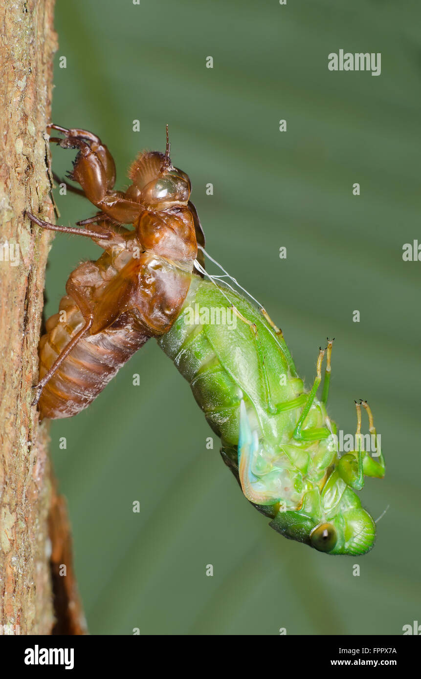 Molting insects hi-res stock photography and images - Alamy