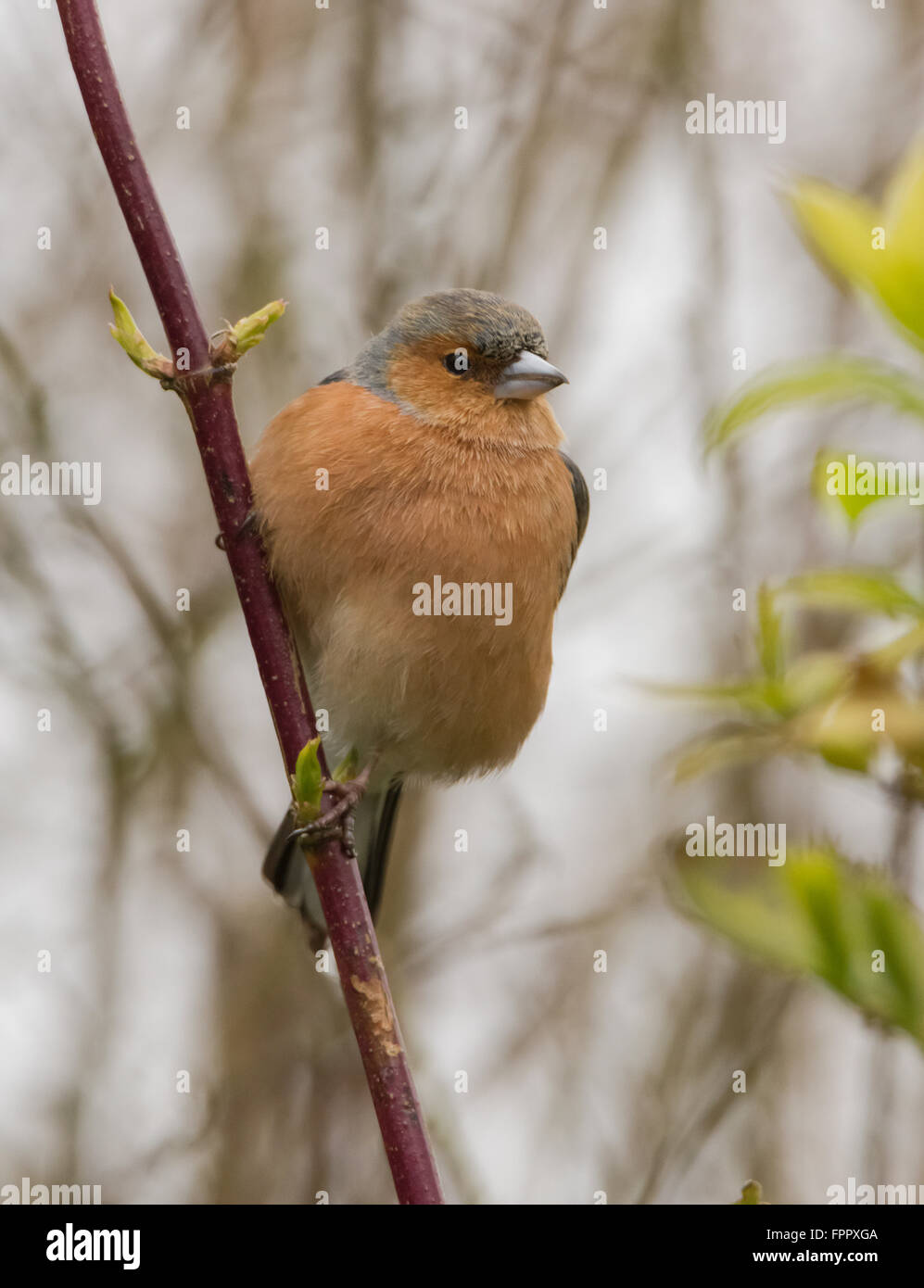 Solway coast birds hi-res stock photography and images - Alamy
