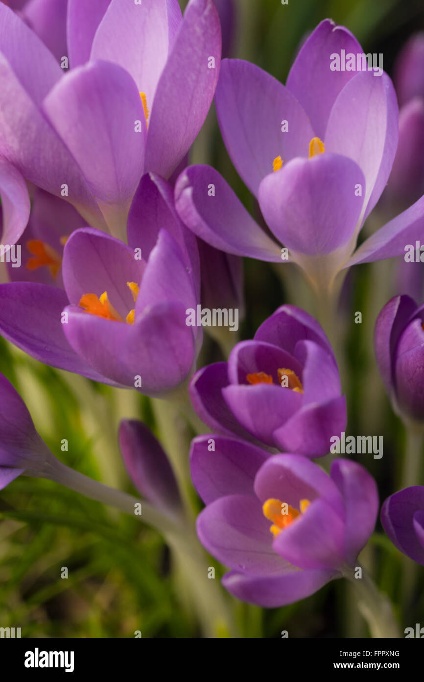 Crocus close up in garden Stock Photo - Alamy