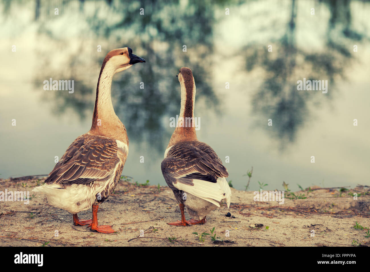 Two wing walking hi-res stock photography and images - Alamy