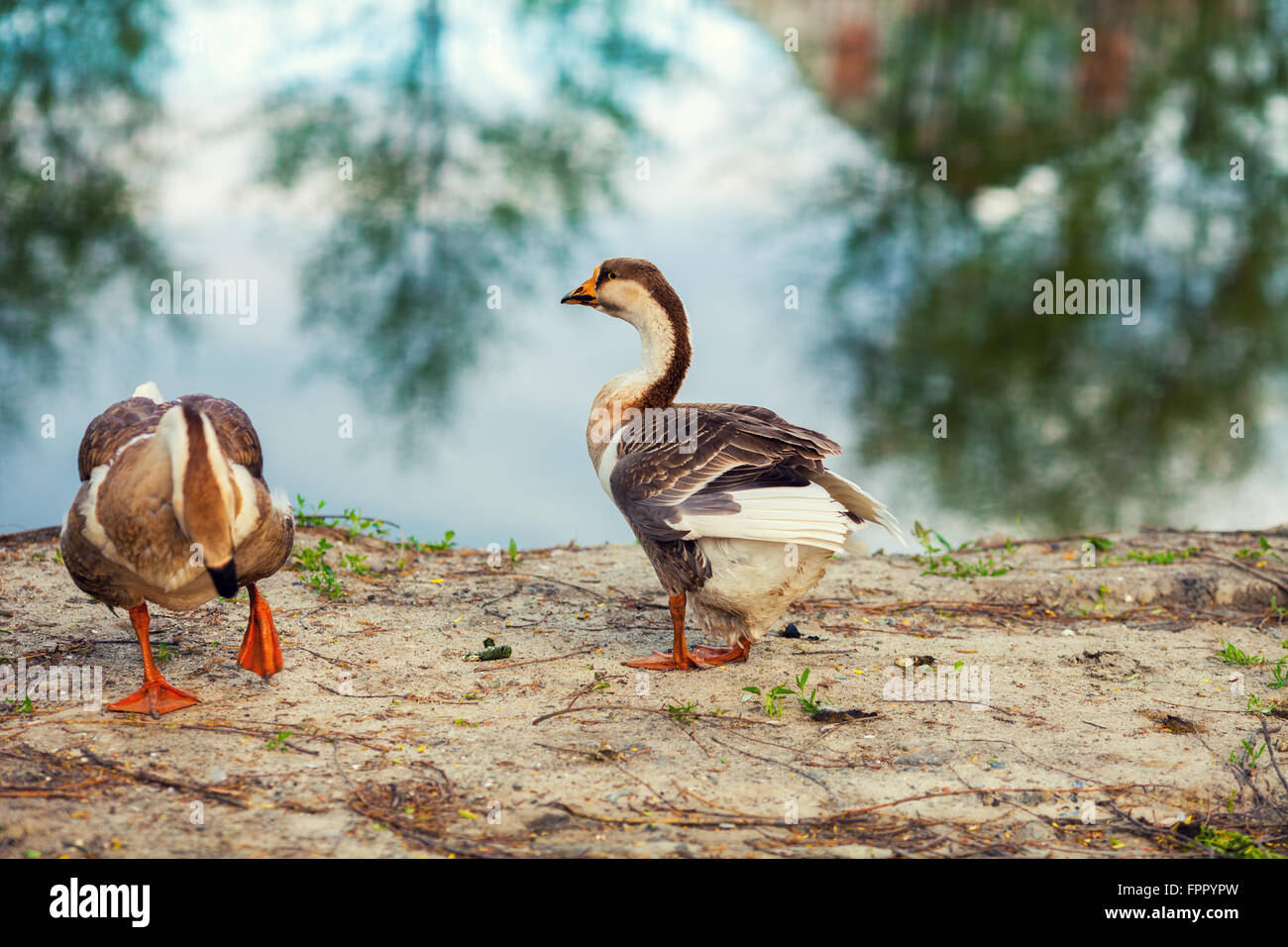 Two geese walking on the lake bank Stock Photo - Alamy