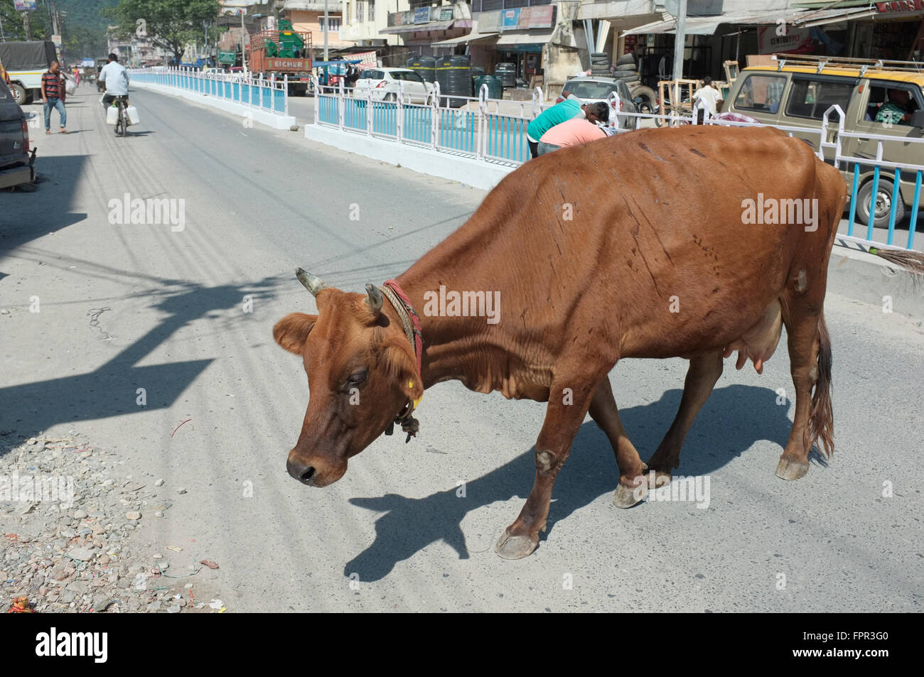 Roaming cow crossing a street. Jaigaon, West Bengal, India Stock Photo ...