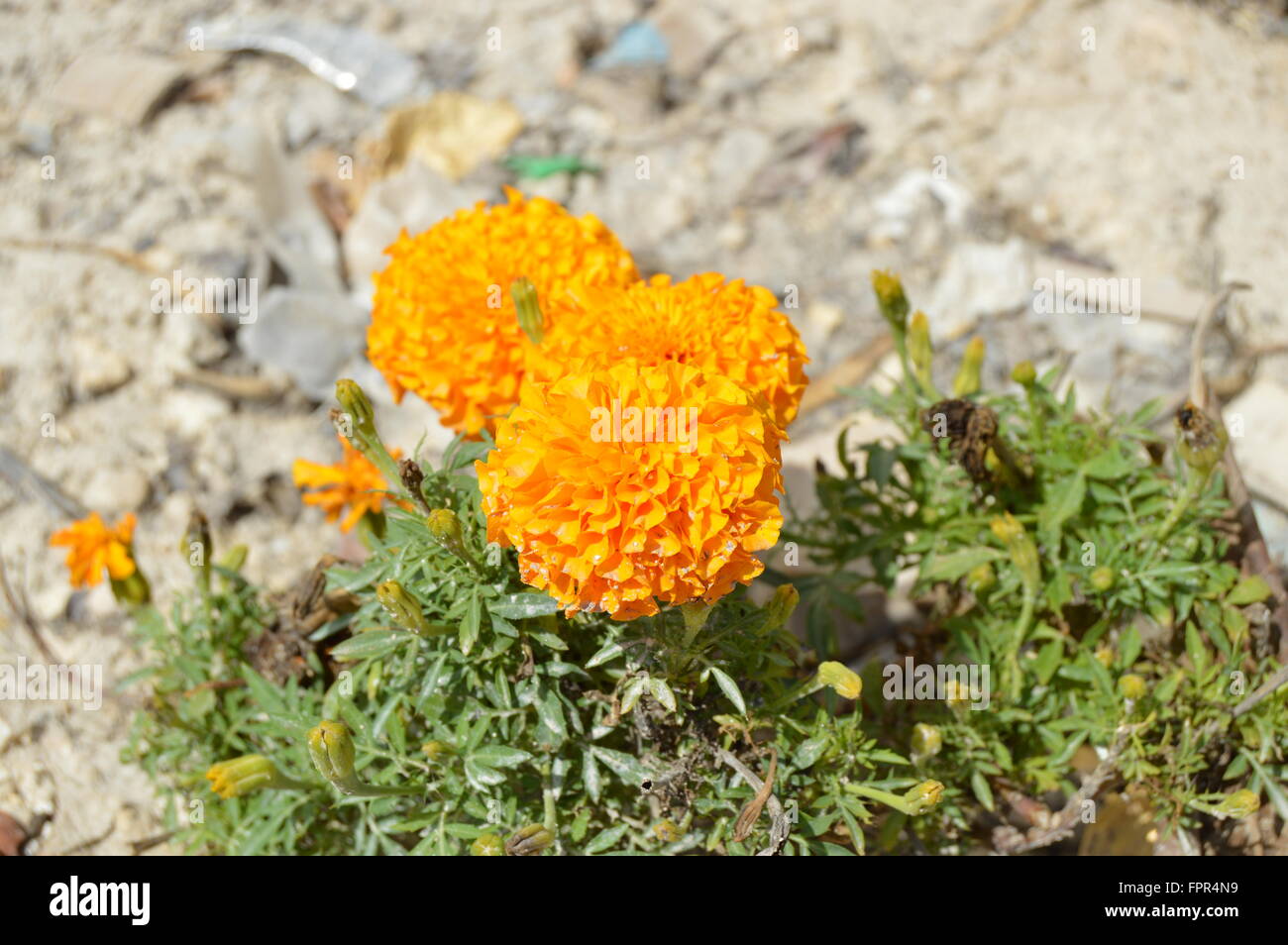 Satapatri hi-res stock photography and images - Alamy