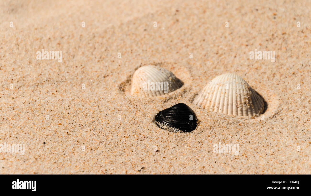 White shell beach hi-res stock photography and images - Alamy