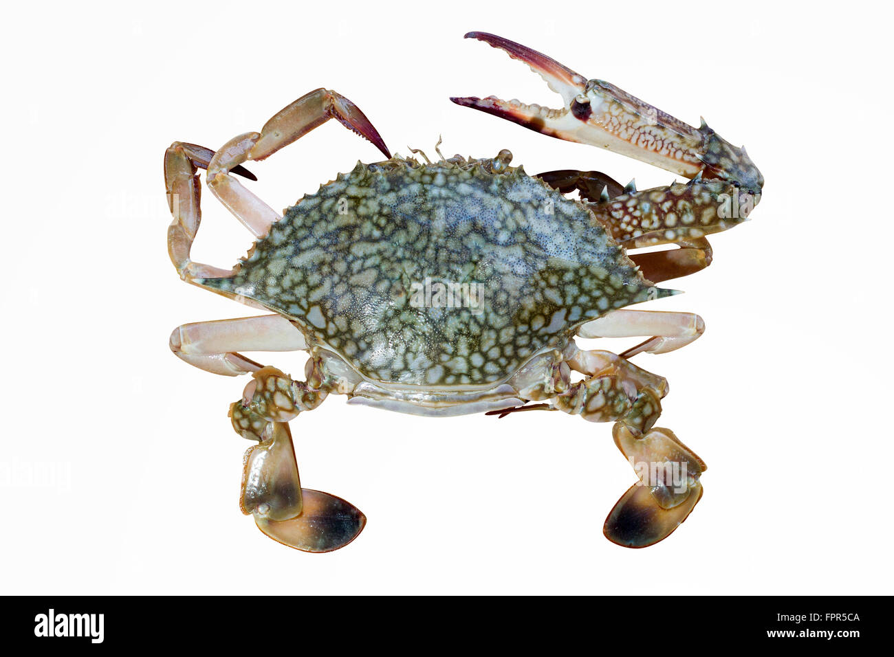 Blue crab isolated on white background Stock Photo - Alamy