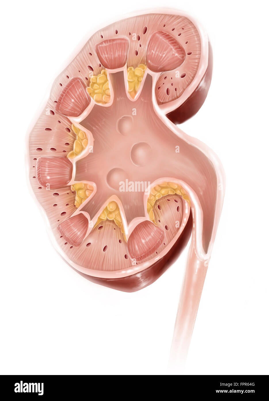 Cross section of a human kidney Stock Photo - Alamy