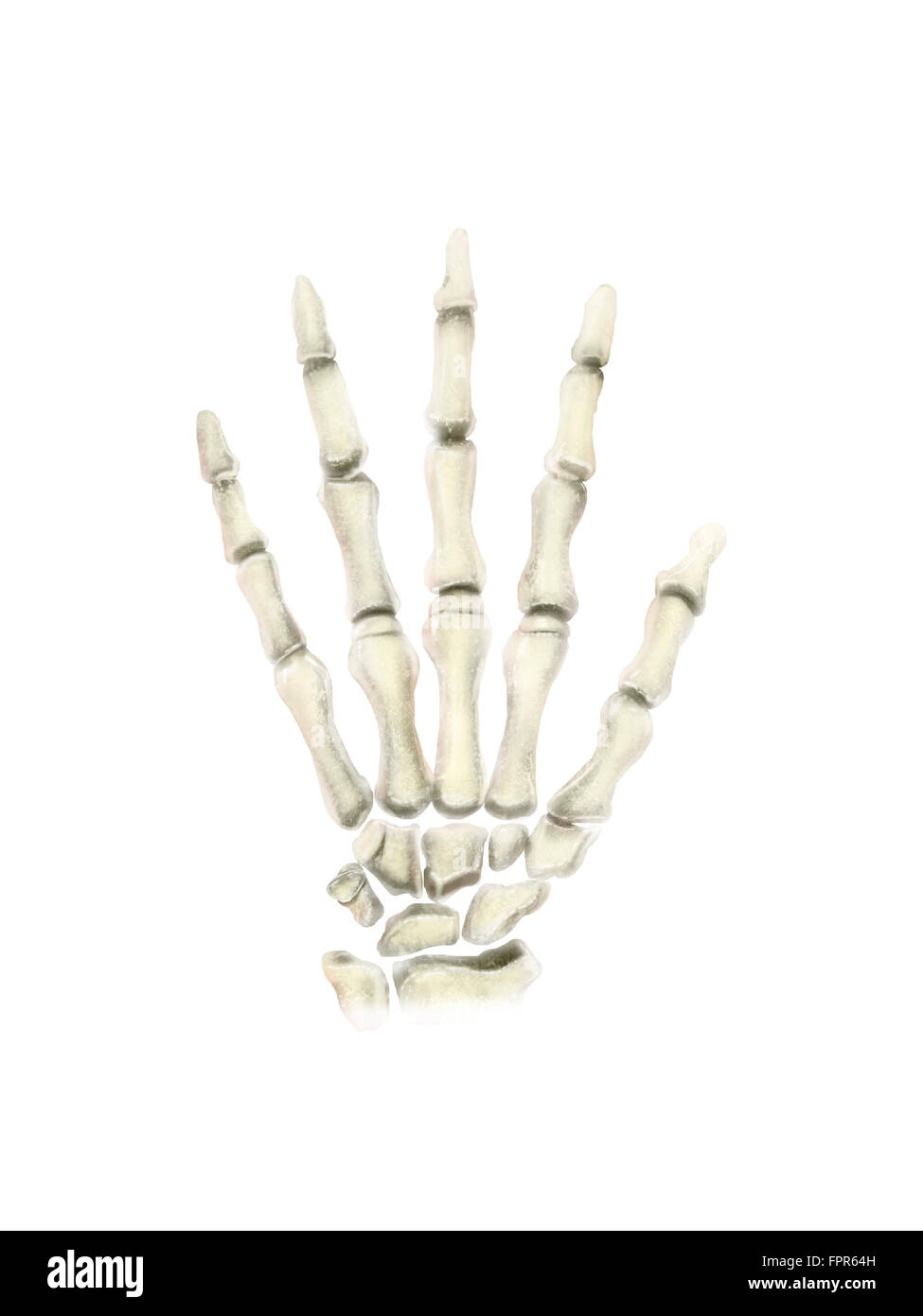 Bones Of The Left Hand