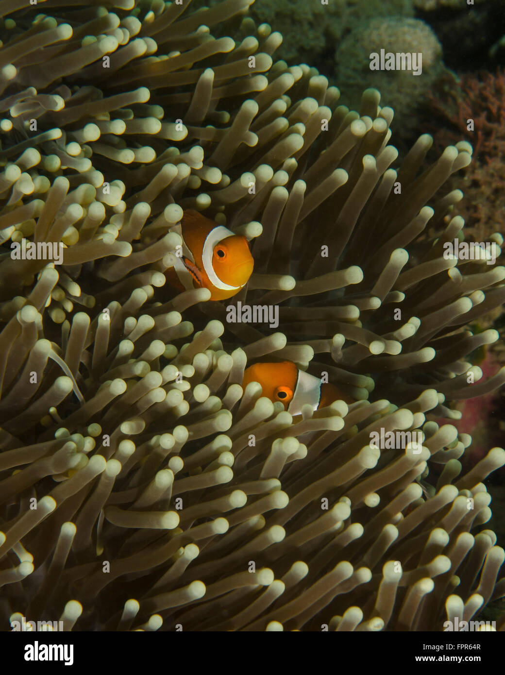 A pair of anemonefish in its host anemone, Lembeh Strait, Indonesia ...