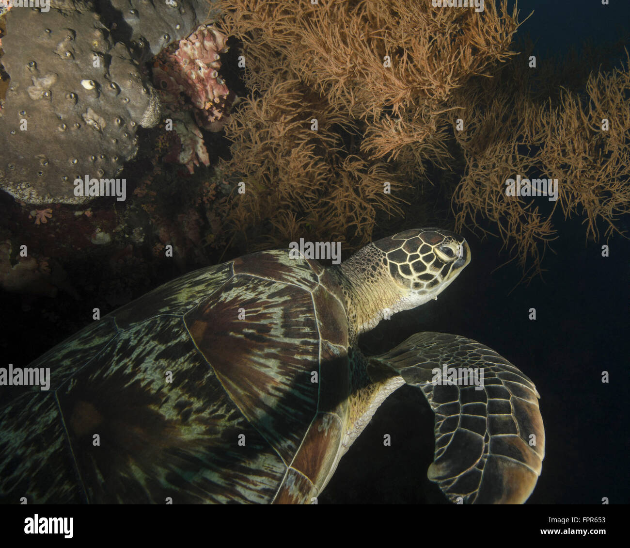 Green turtle, Bunaken Marine Park, Indonesia Stock Photo - Alamy