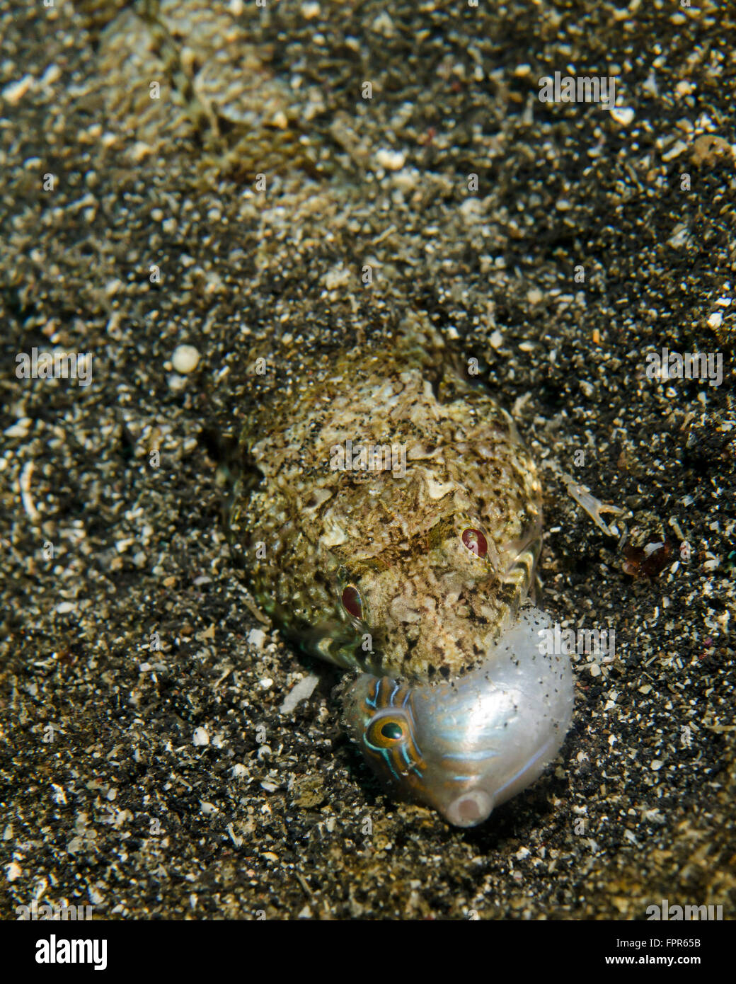 Benthic Fish High Resolution Stock Photography and Images - Alamy