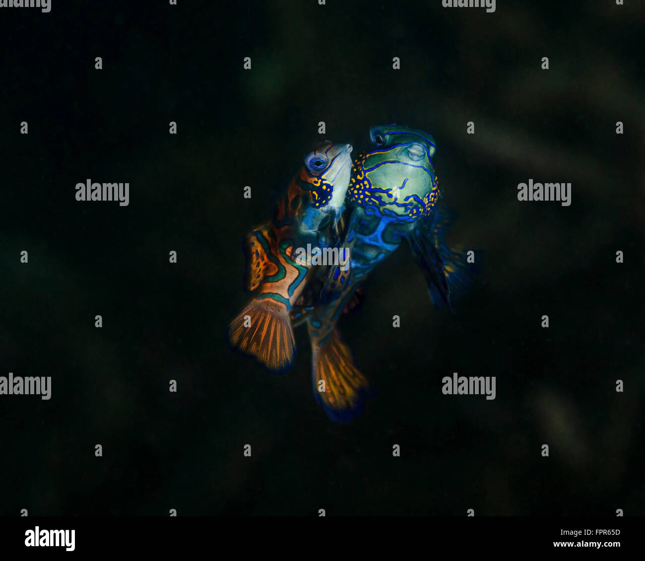 Demersal fish hi-res stock photography and images - Alamy