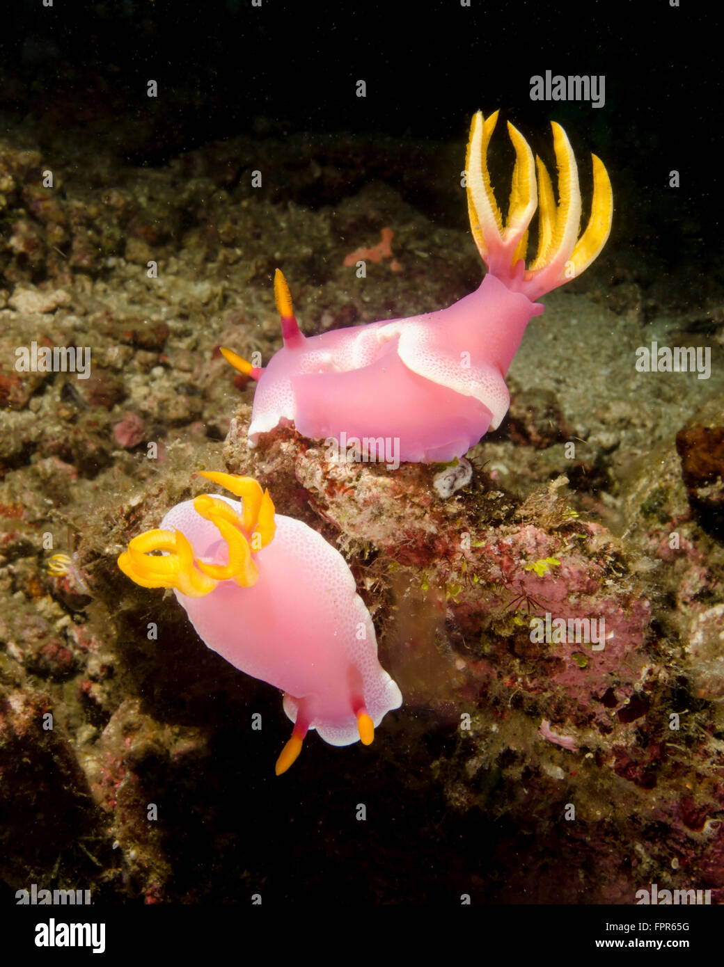 A pair of pink nudibranchs, Lembeh Strait, Indonesia Stock Photo - Alamy