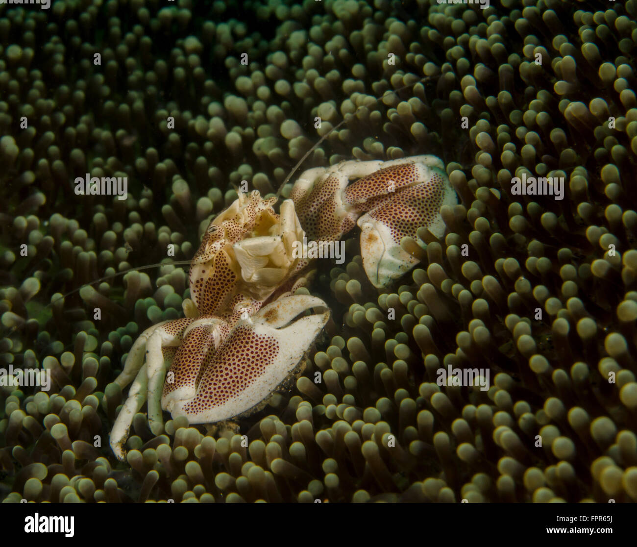 Porcelain crabs hi-res stock photography and images - Alamy
