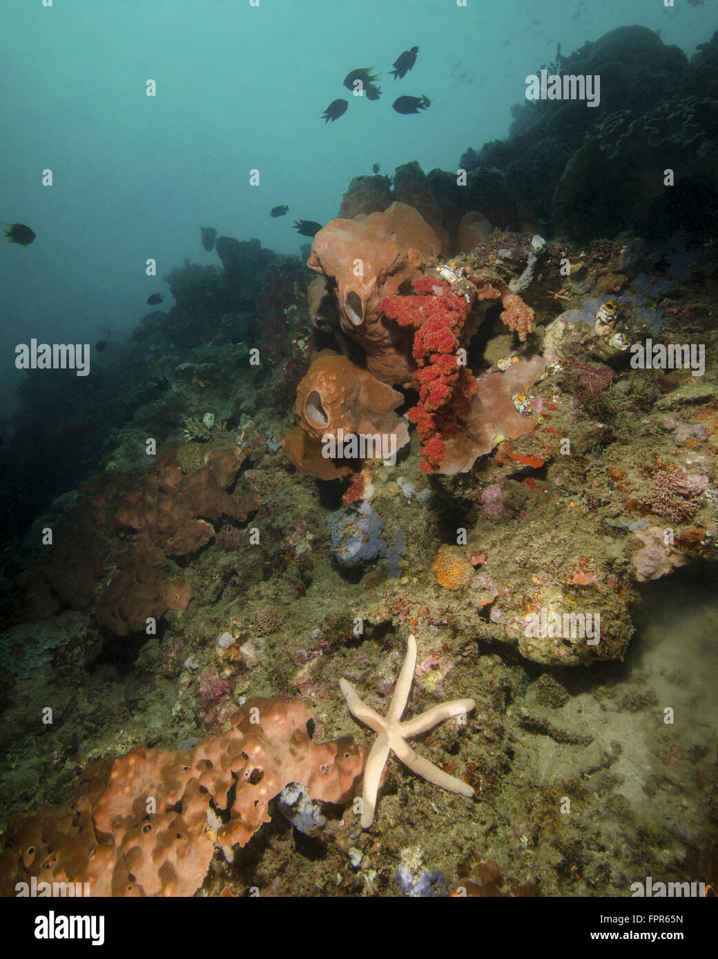 Starfish in a diverse reef, Lembeh Strait, Indonesia Stock Photo - Alamy