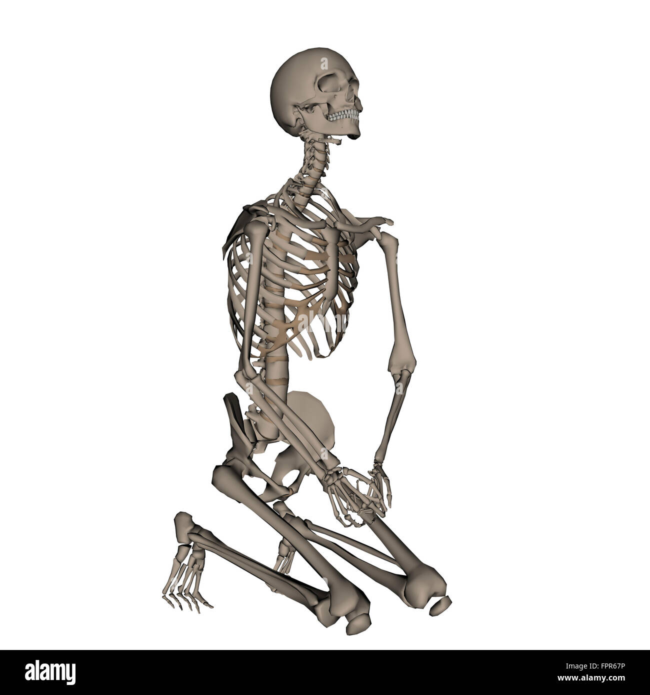 Human skeleton praying on his knees, isolated on white background Stock ...